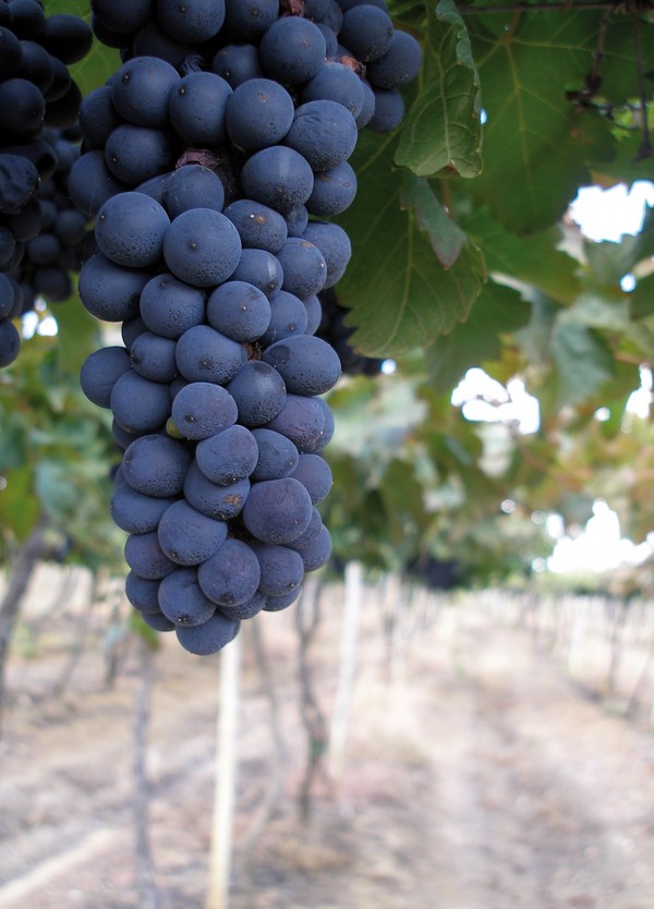 La uva sudamericana se dispara de precio en Europa » FyH Revista La uva sudamericana se dispara de precio en Europa » FyH Revista
