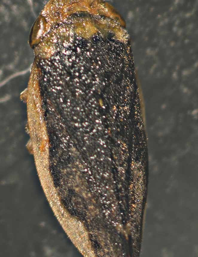 Xylella fastidiosa, una potencial amenaza para muchos cultivos » FyH ...