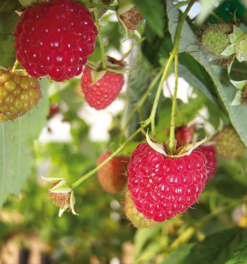Producción de frambuesa en Huelva sube 18 por ciento » FyH Revista Producción de frambuesa en Huelva sube 18 por ciento » FyH Revista