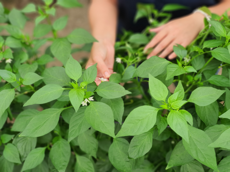 Viagro celebra su 40 aniversario evolucionando junto a la agricultura ...