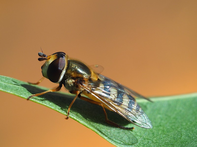 Eupeodes-System, permanece activo hasta el final del otoño » FyH Revista