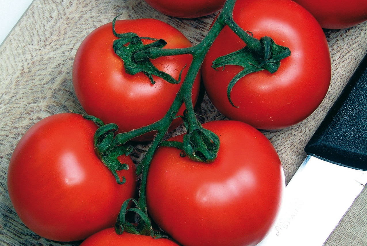 Holanda ha estado ofreciendo tomate rama a 2,5 euros por bulto » FyH ...