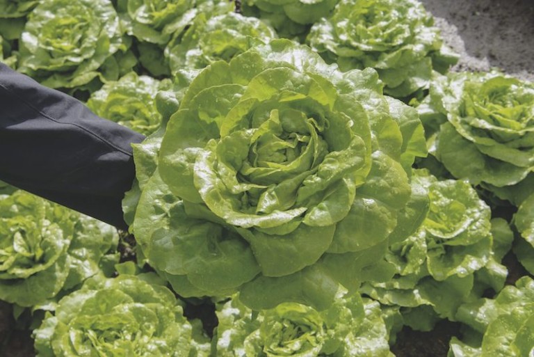 Las lechugas de Bejo, resistentes a las nuevas razas de Bremia » FyH ...