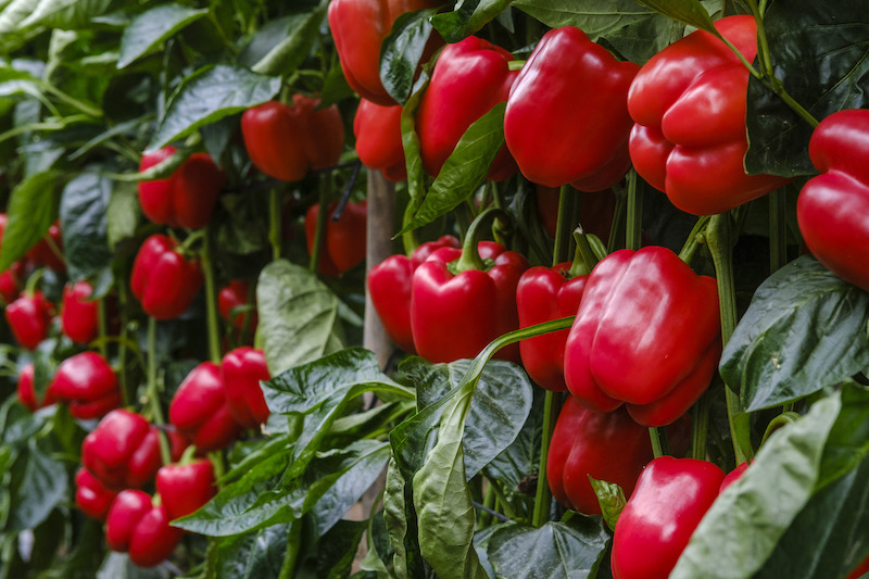 Matga, el nuevo California rojo para ciclo medio-tardío de Sakata » FyH ...