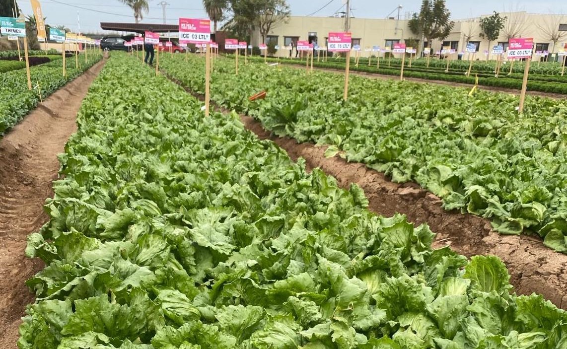 Nunhems vuelve al mercado de iceberg con todas las resistencias » FyH ...