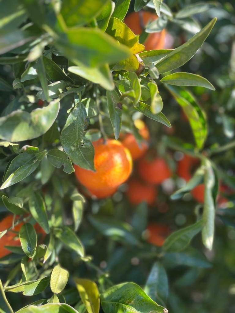 La demanda de Leanri se multiplica en el norte de Europa » FyH Revista